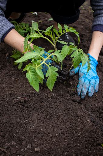 장갑을 낀 암컷의 손은 봄에 토마토의 어린 묘목을 이식하고 모종 이식 중에 클로즈업을 했다 농업과 채소 재배 계절에 대한 스톡 사진 및 기타 이미지 Istock