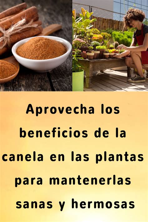 Aprovecha Los Beneficios De La Canela En Las Plantas Para Mantenerlas