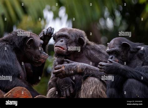 Chimpanzee Also Known As Chimp Showing Their Sociable Behavior Is A