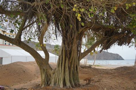 Ficus Benghalensis Tree Grows On The Shore Of The Gulf Of Oman In April Khor Fakkan Emirate Of