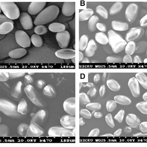 Lotus Stem Starch A 0 Kgy B 5 Kgy C 10 Kgy D 20 Kgy Download