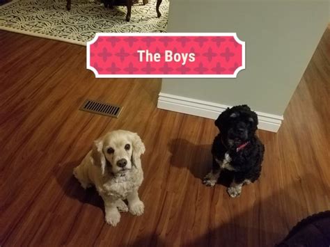 Pin By Randy Wilson On Cocker Spaniel Babies Cocker Spaniel Spaniel