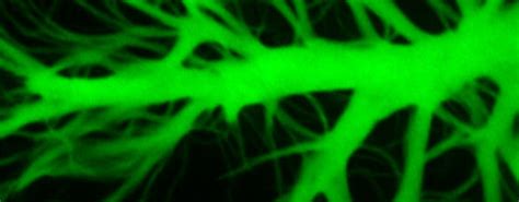 Home Cell Symposia Biological Assemblies Phase Transitions And More