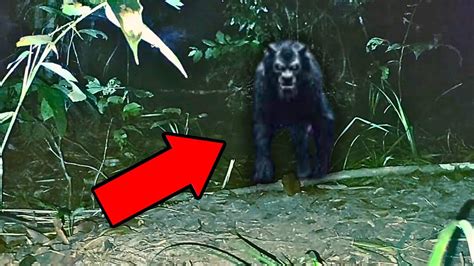 LOBISOMEM É FILMADO PELA CÂMERA DENTRO DA FLORESTA E ASSUSTA