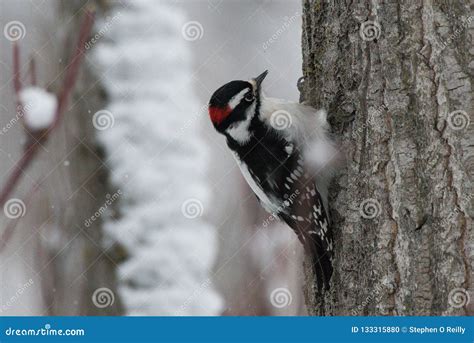 RED CAP DAY In The FOREST Stock Photo Image Of Wood 133315880