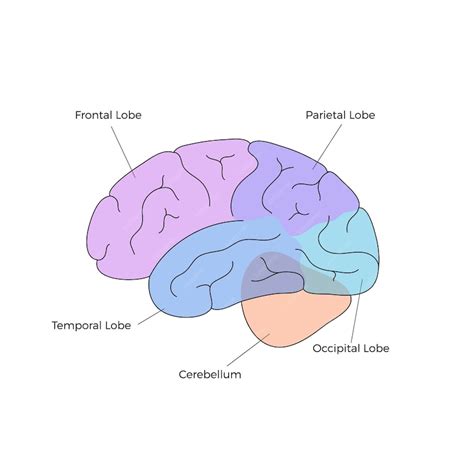 Premium Vector Vector Illustration Of Human Brain Anatomy