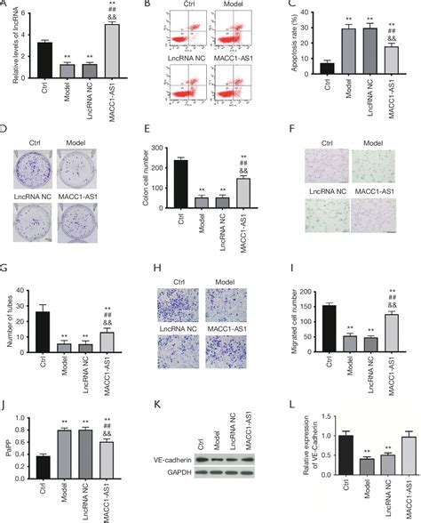 Figure 1 From Lncrna Macc1 As1 Attenuates Microvascular Endothelial
