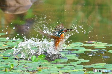 池のカワセミ by tomoty3 ID9607457 写真共有サイト PHOTOHITO