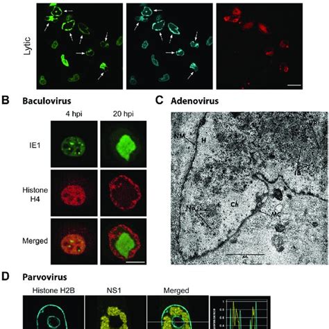Virus Induced Chromatin Reorganization In Infected Cells Download