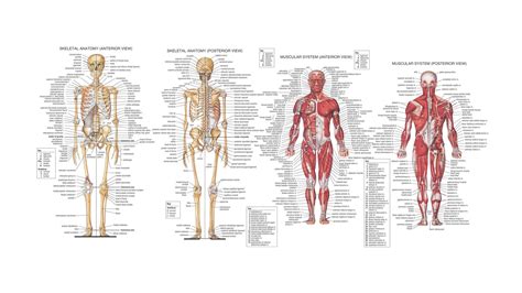 Human Anatomy Back View Organs
