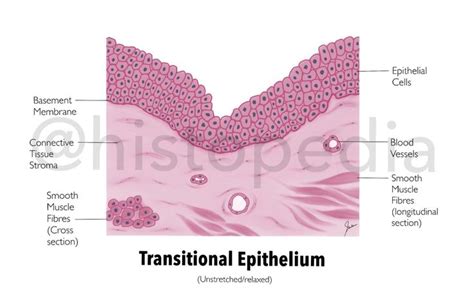 Transitional Epithelium Structure