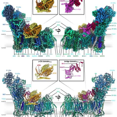 Pdf A Ferredoxin Bridge Connects The Two Arms Of Plant Mitochondrial