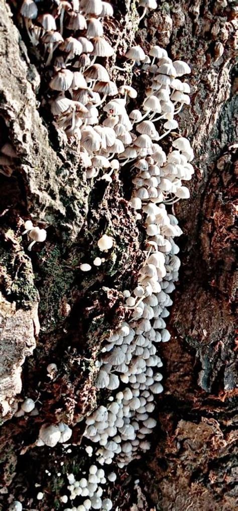 Edible Mushrooms Edible Mushrooms Stuffed Mushrooms Edible