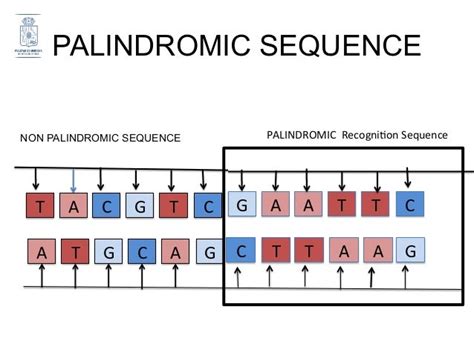 Genome Editing In Mitochondrial Diseases