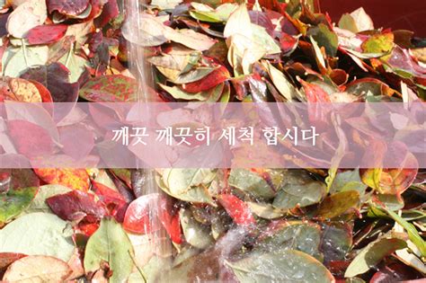 티가든 유기농 블루베리 단풍 잎차 50g 추천