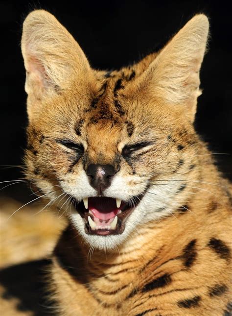 Serval Wild Cat Close Up Serval Cat Teeth Serval Cat In The Wild