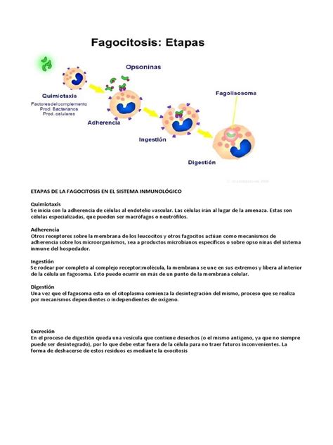 Etapas De La Fagocitosis En El Sistema Inmunológico