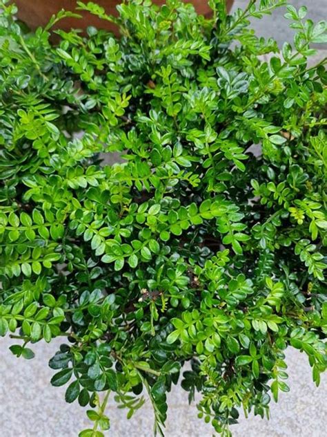 Zanthoxylum beecheyanum Poivrier de Chine Pépinière l Arc en Fleurs