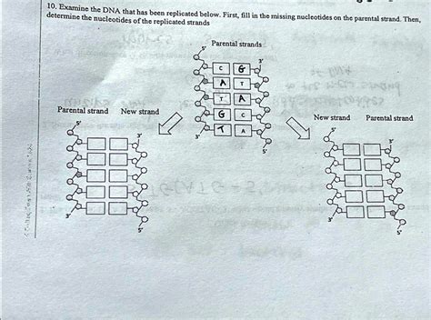 SOLVED Examine The DNA That Has Been Replicated Below First Fill In
