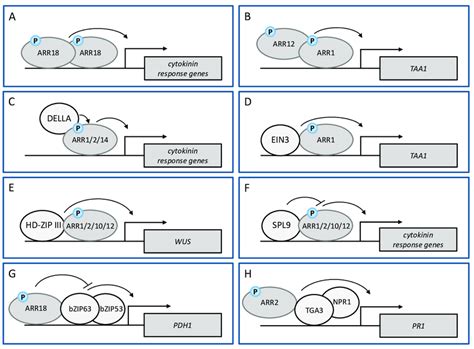 Modulation Of Transcriptional Responses By Transcription Factor Complex Download Scientific