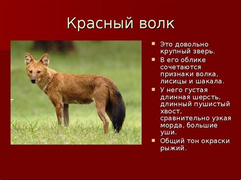 Картинки Животных Которые Занесены В Красную Книгу — Картинки фотографии