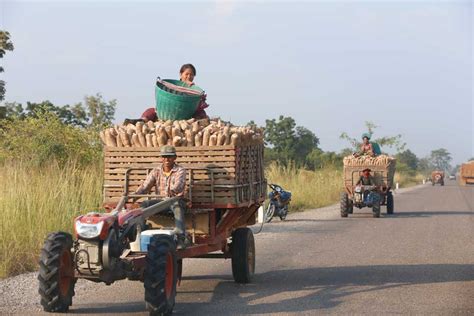 New Law A Boon For Cassava Exports Phnom Penh Post