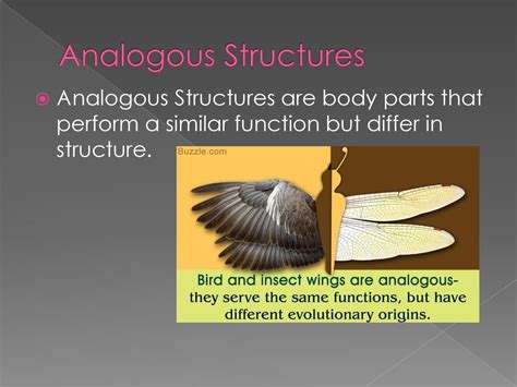 Biological Evidence Of Evolution Ppt Download