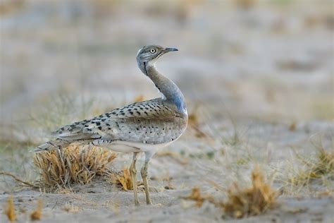 Birds Of Grasslands Nature Infocus