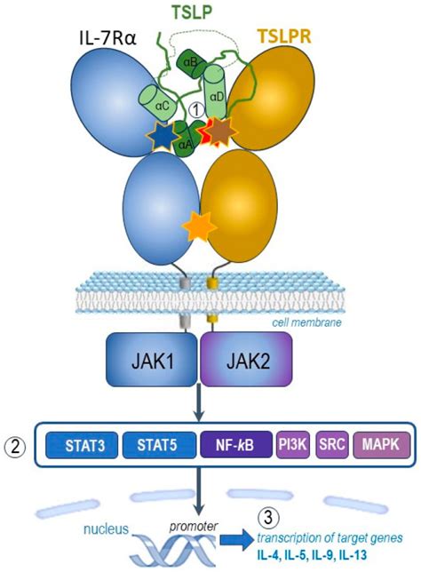Thymic Stromal Lymphopoietin TSLP Its Isoforms And The Interplay With The Epithelium In