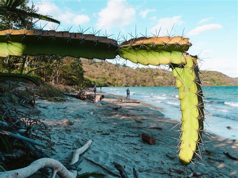 Kostaryka🦥 Co Trzeba Wiedzieć Co Warto Zobaczyć Atrakcje Przewodnik