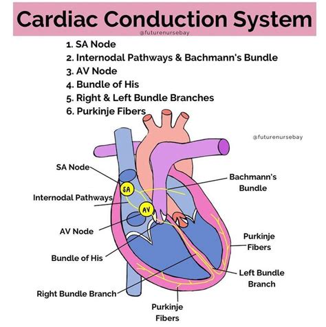 Cardiac Conduction System Medizzy
