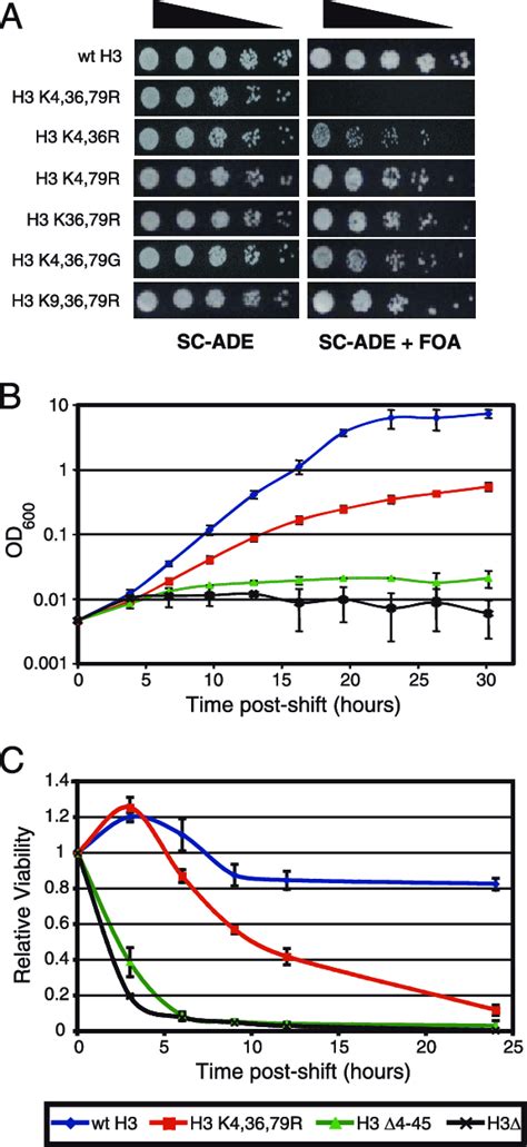 The Histone H3 K43679r Mutant Strain Is Inviable A The Growth