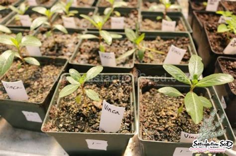 F1 Trailing Vinca Periwinkle Seeds Satisfaction Guaranteed