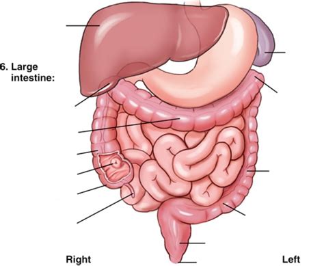 Stomach And Small Intestine Labeling Diagram Quizlet