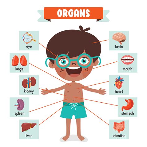 Cartoon Drawing Of Human Organs 13539415 Vector Art At Vecteezy