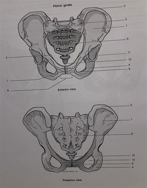 The Pelvic Girdle Diagram Quizlet