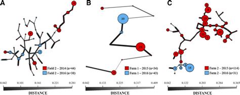 Minimum Spanning Networks For Cercospora Beticola Multilocus Genotypes Download Scientific