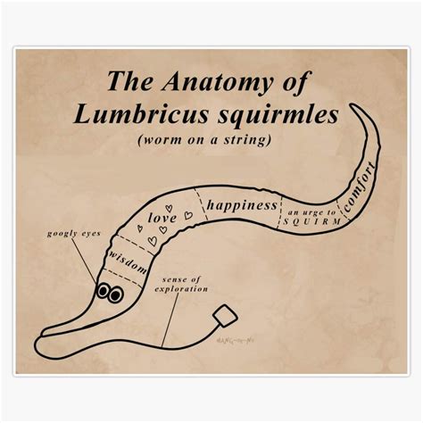 The Anatomy Of A Worm On A String Sticker Vinyl Bumper Sticker Decal