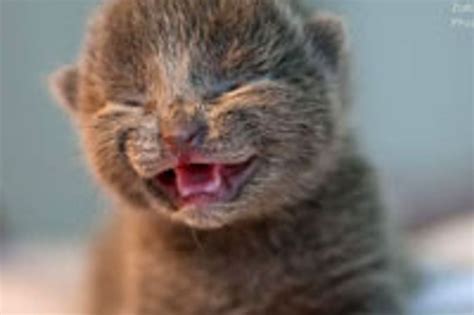 Teeny Tiny Grey Fuzzball Love Meow