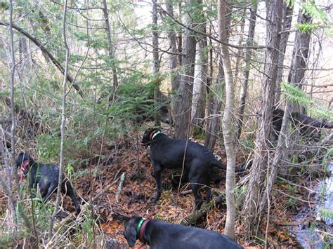 5 And 6 Month Old Pups On Russian Boar Pen Darrell Jonet Flickr