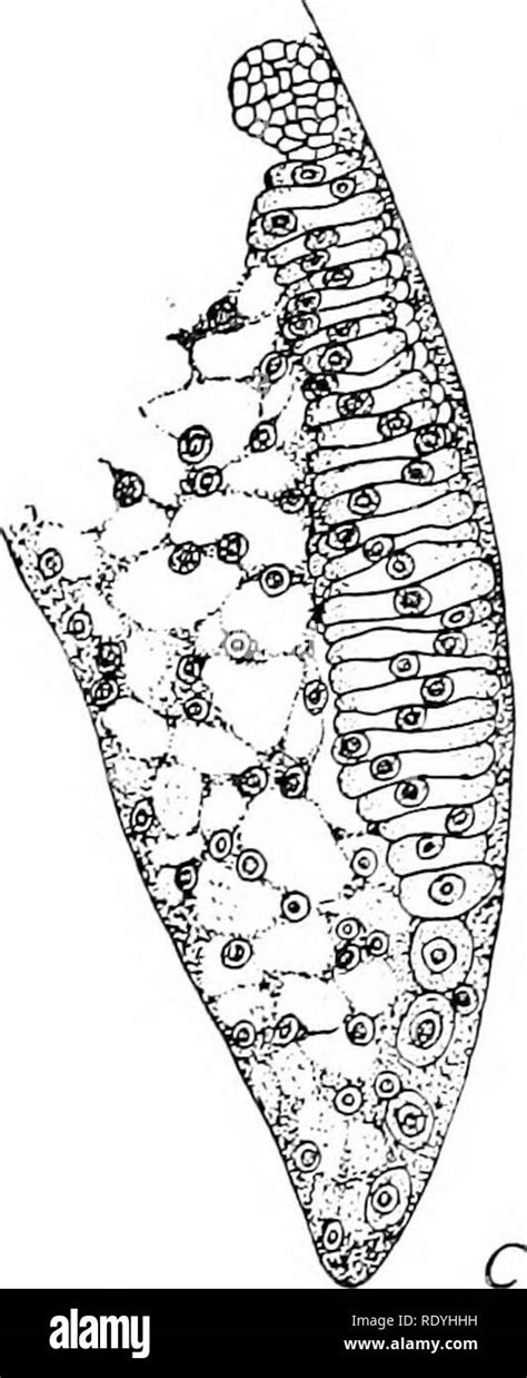 Morphology Of Angiosperms Morphology Of Spermatophytes Part Ii