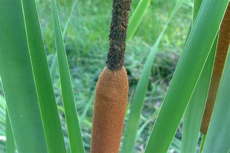 Typha Orientalis