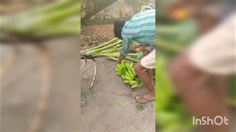 একটা গরুর পিছনে দুইটা শার গরু । না দেখলে চরম মিস করবেন। জরে কী কী খতি
