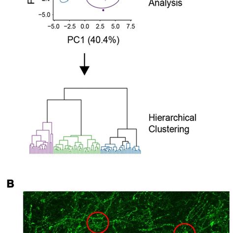 Characterization Of Yfp Positive Neurons A Diagram Of The Unbiased
