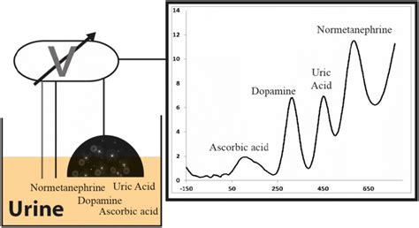 The Basic Strategy For The Graphitechitosan Modified Electrode In The Download Scientific