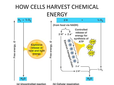 Ppt How Cells Harvest Chemical Energy Powerpoint Presentation Free