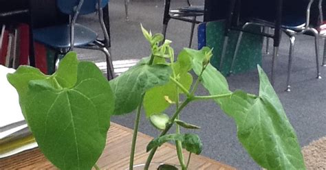 Whats Happening In 3a Lima Bean Plant Update