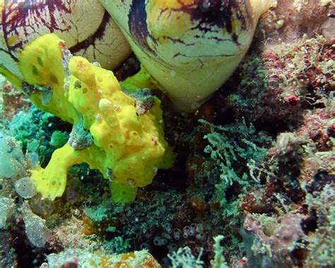 Painted Frogfish Facts Diet Habitat And Pictures On Animaliabio