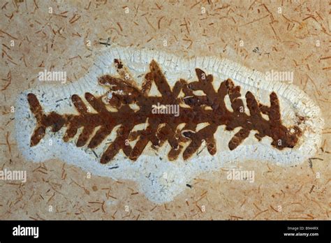 Cretaceous Plant Fossils