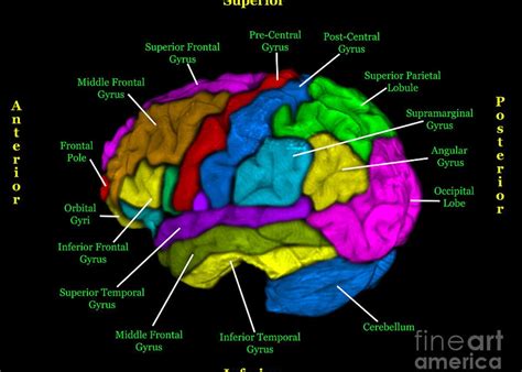 Labeled Mri Of Normal Brain Greeting Card By Living Art Enterprises